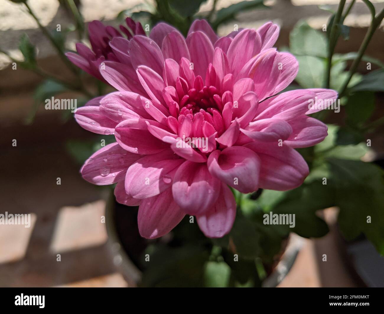 Yellow dahilia flower hi-res stock photography and images - Alamy