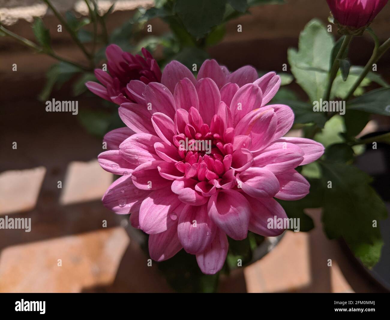 Indian pink hi-res stock photography and images - Alamy