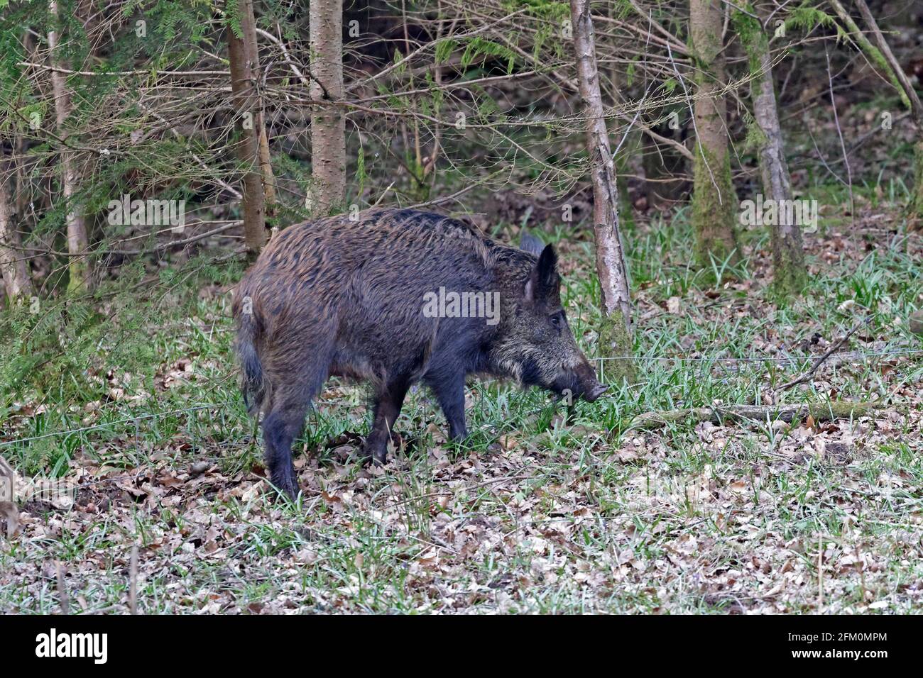 Female Wild Boar next to a fence Forest of Dean UK Stock Photo - Alamy