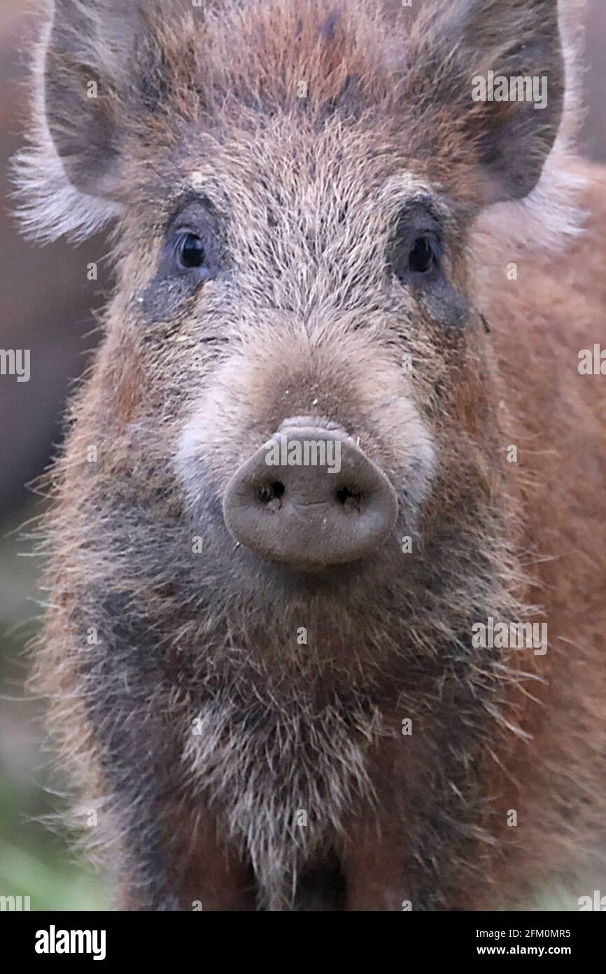 Portrait of a Wild Boar Piglet Forest of Dean Stock Photo - Alamy
