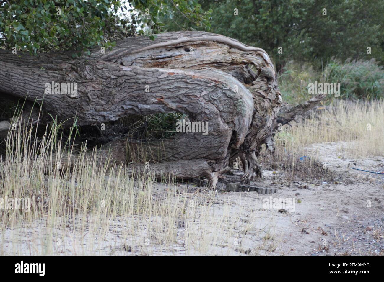 Deformed fallen tree and dried grass growing near it Stock Photo - Alamy