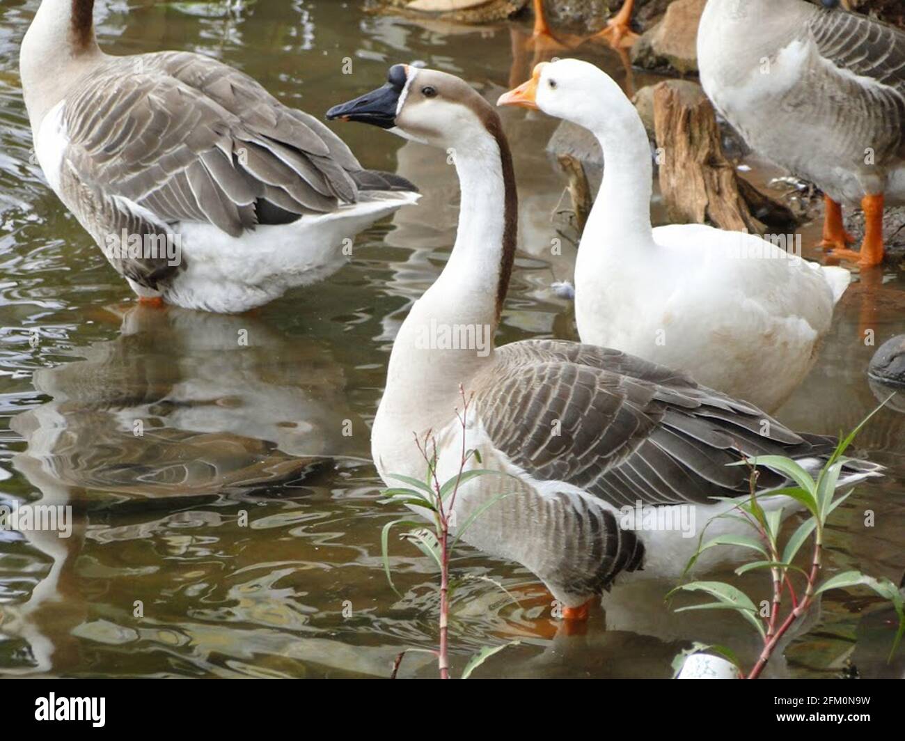 Mari gold flower hi-res stock photography and images - Alamy