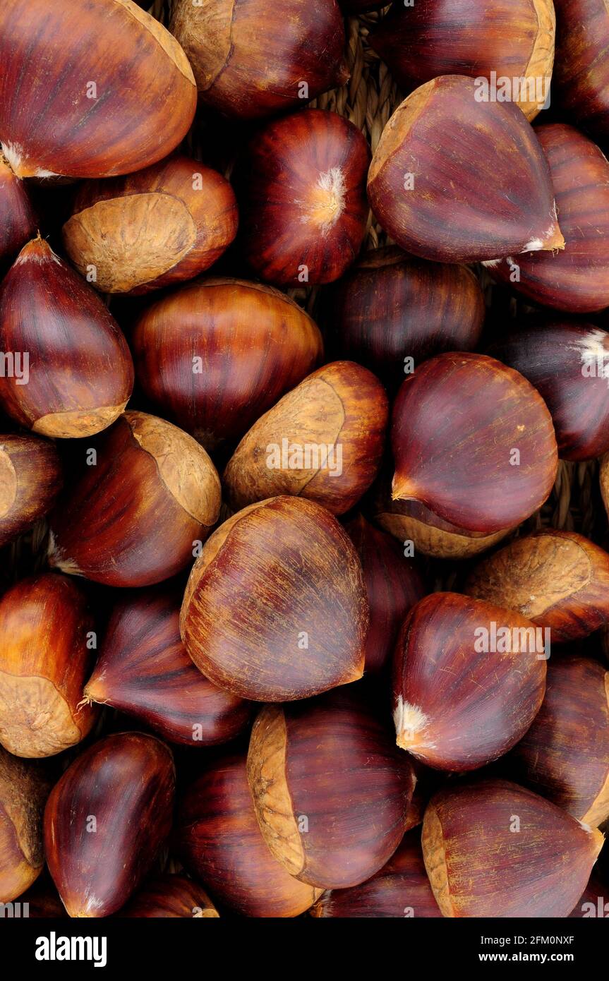 Fresh ripe uncooked Spanish chestnuts in shells background Stock Photo ...