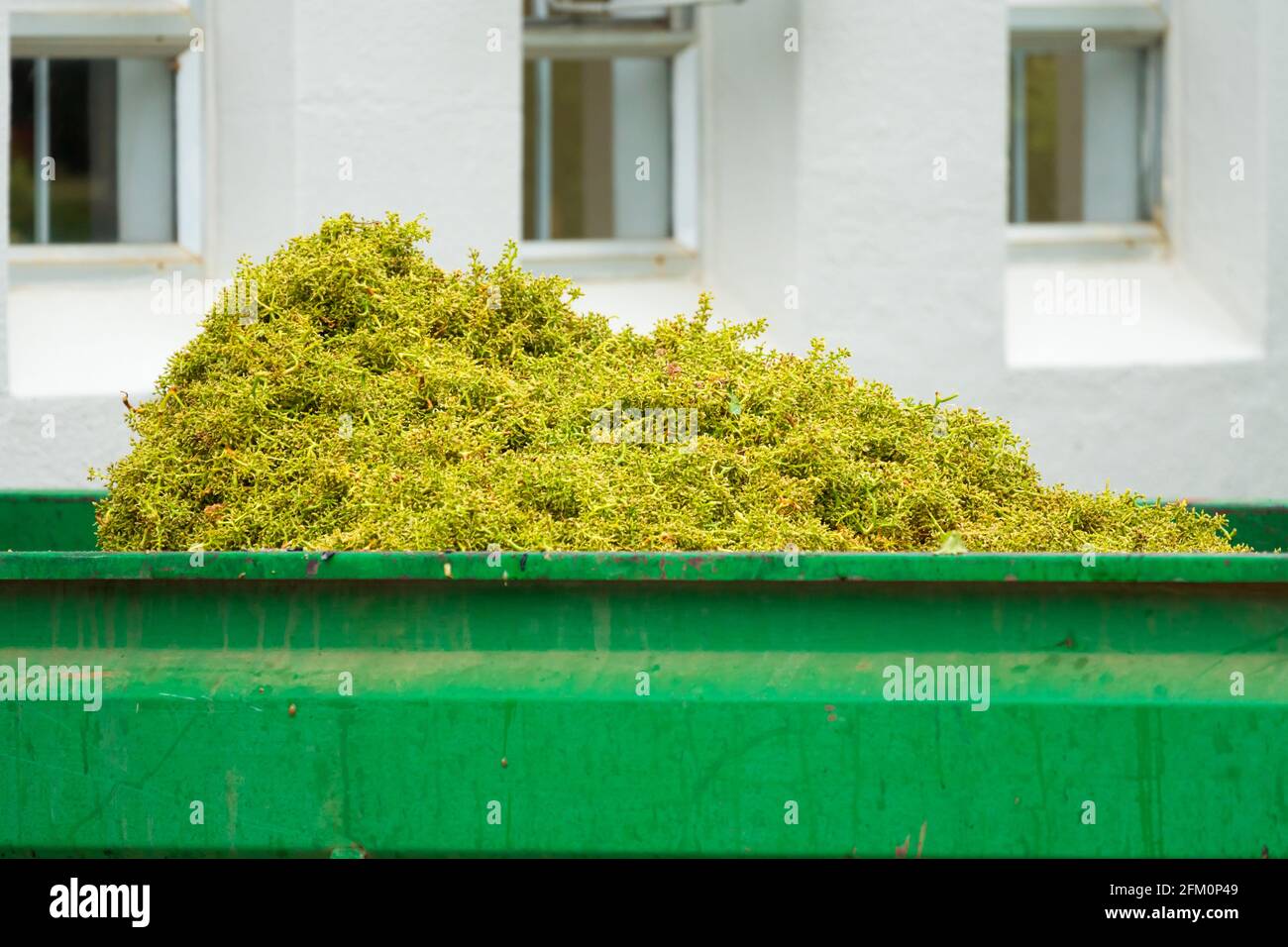 Grape waste hi-res stock photography and images - Alamy