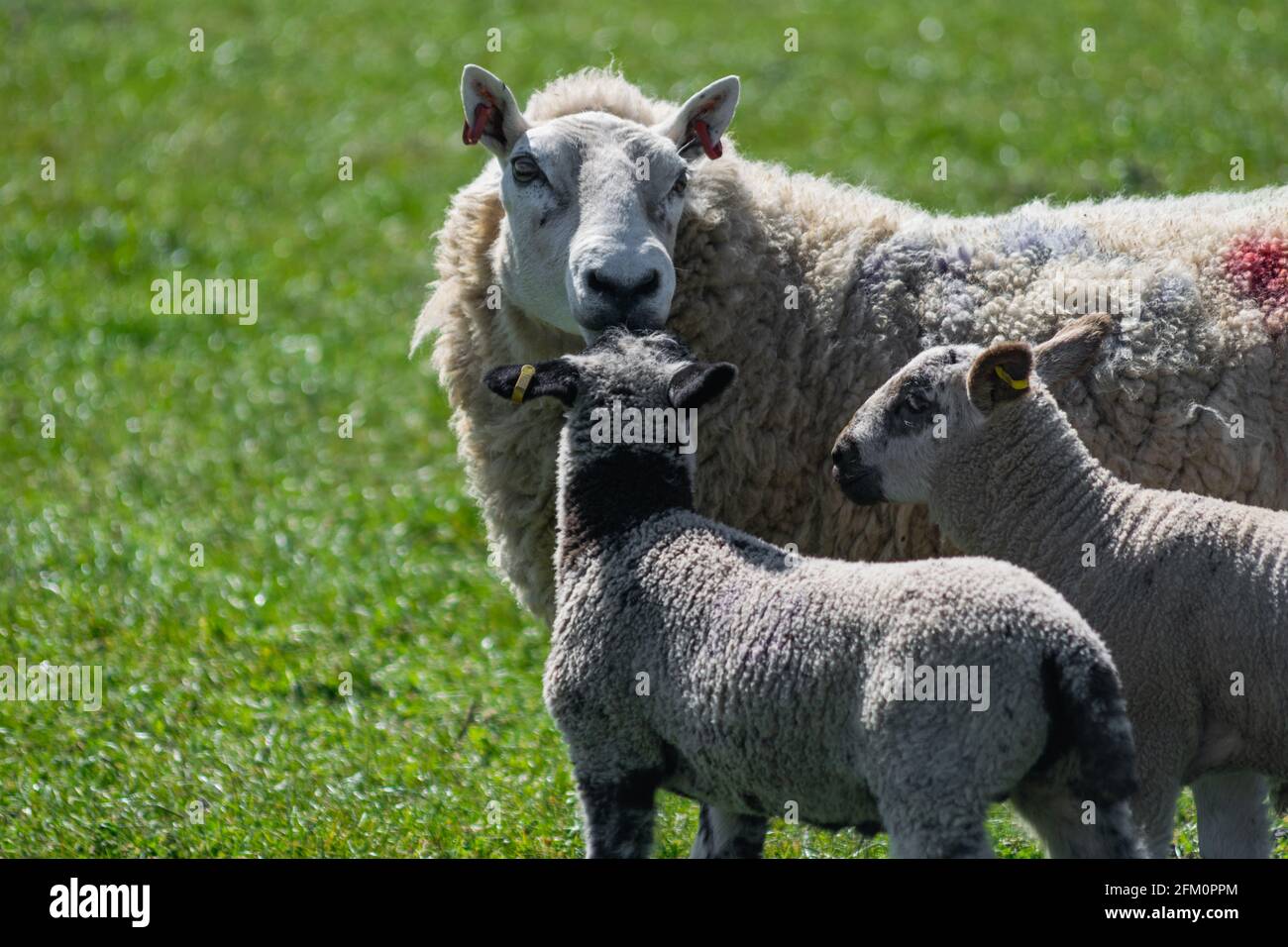 Free range sheep family walking on a british grassland in sunny day ...