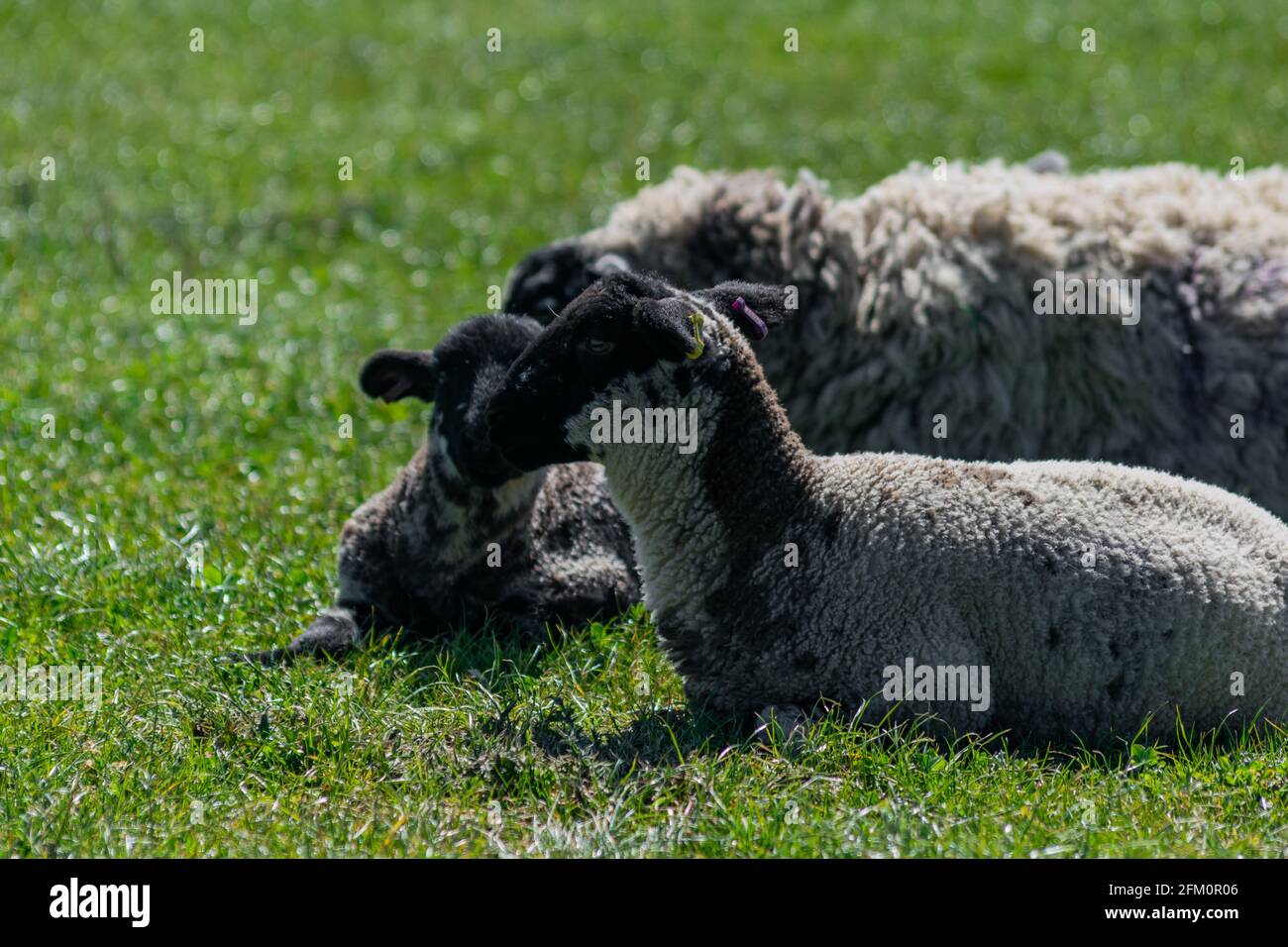Free range sheep family resting on a british grassland in sunny day ...