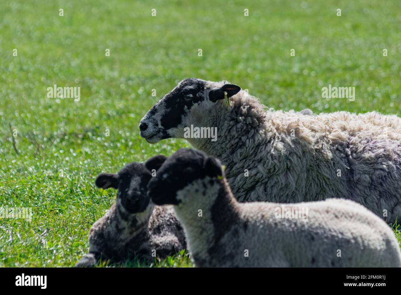 Free range sheep family resting on a british grassland in sunny day ...