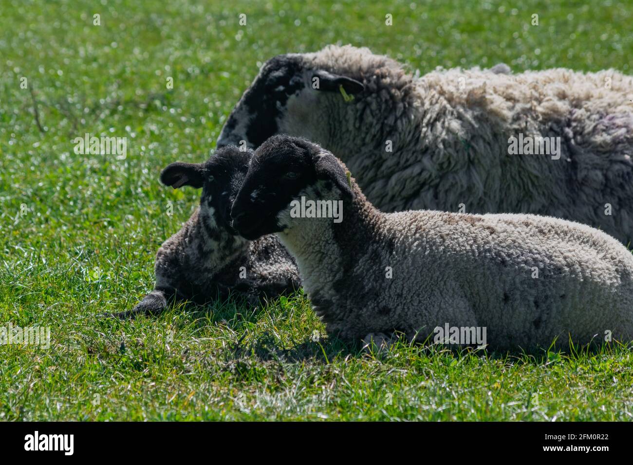 Free range sheep family resting on a british grassland in sunny day ...
