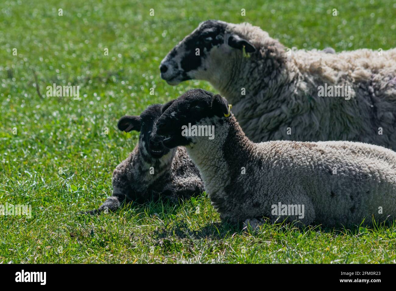 Free range sheep family resting on a british grassland in sunny day ...
