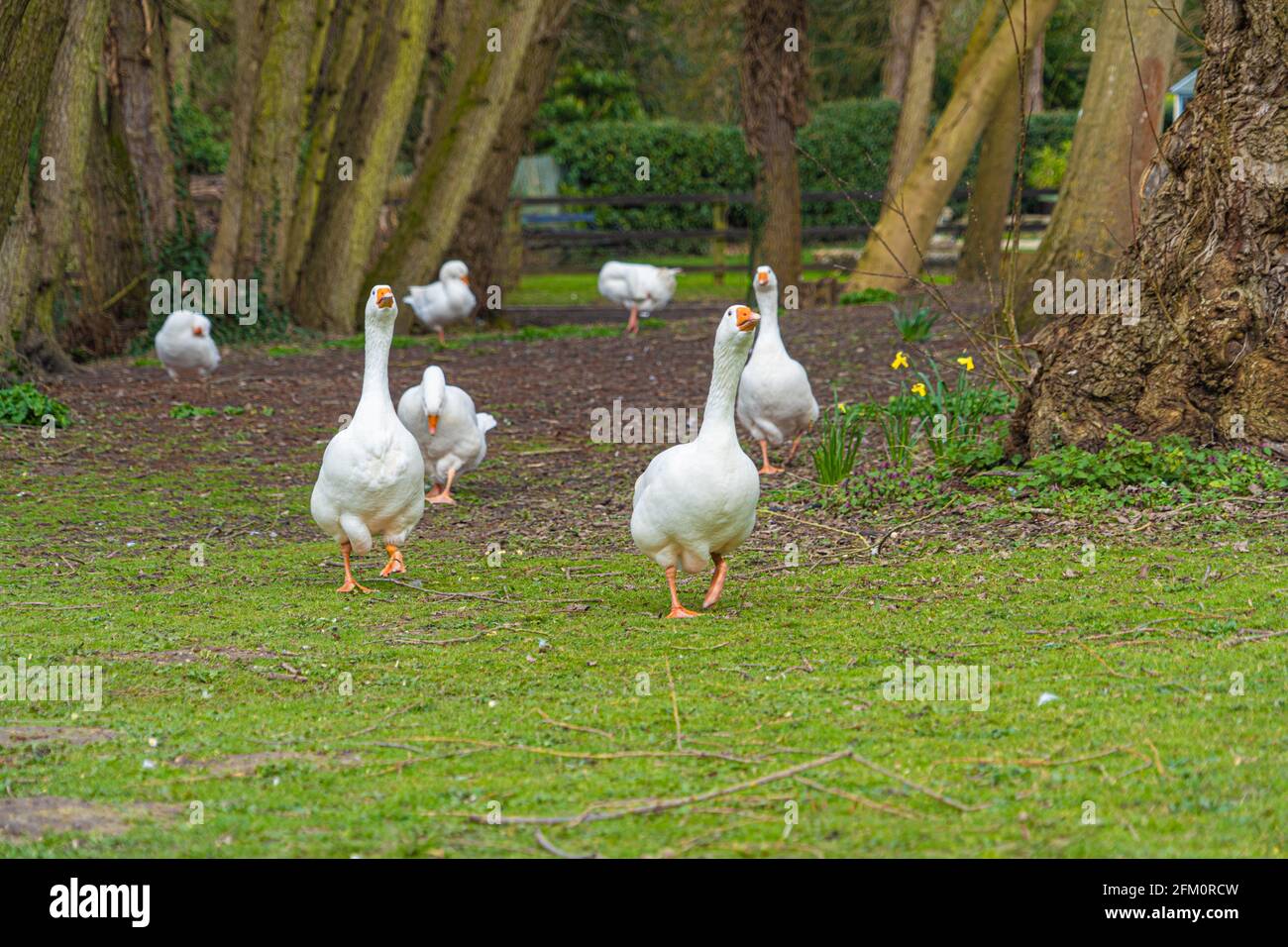 Close up low level view of Embden Emden Geese flock running towards ...