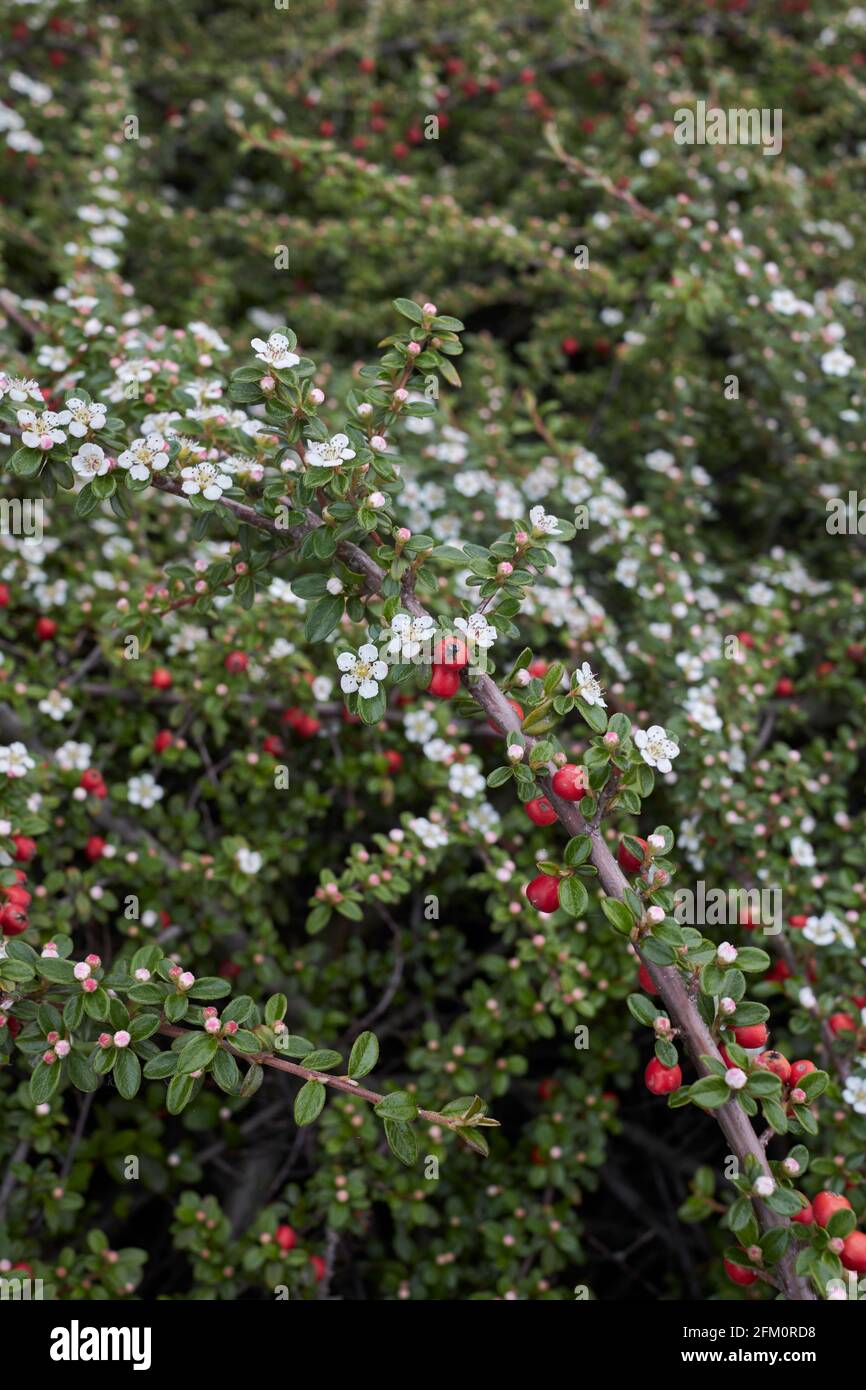 Cotoneaster microphyllus shrub in bloom Stock Photo - Alamy