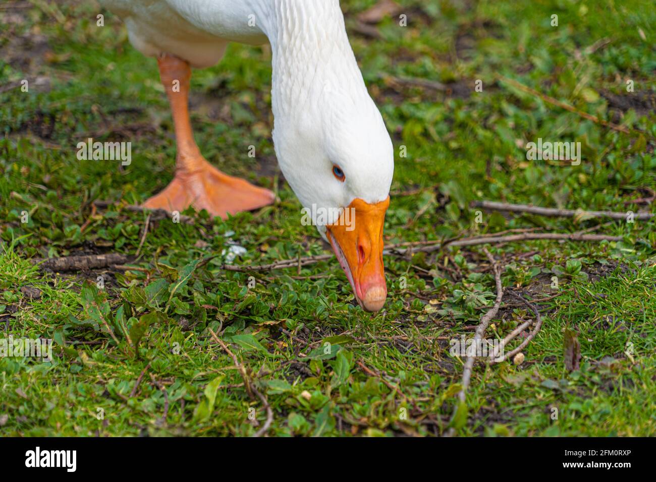 Close up low level view of Embden Emden Geese. Single portrait shot of ...