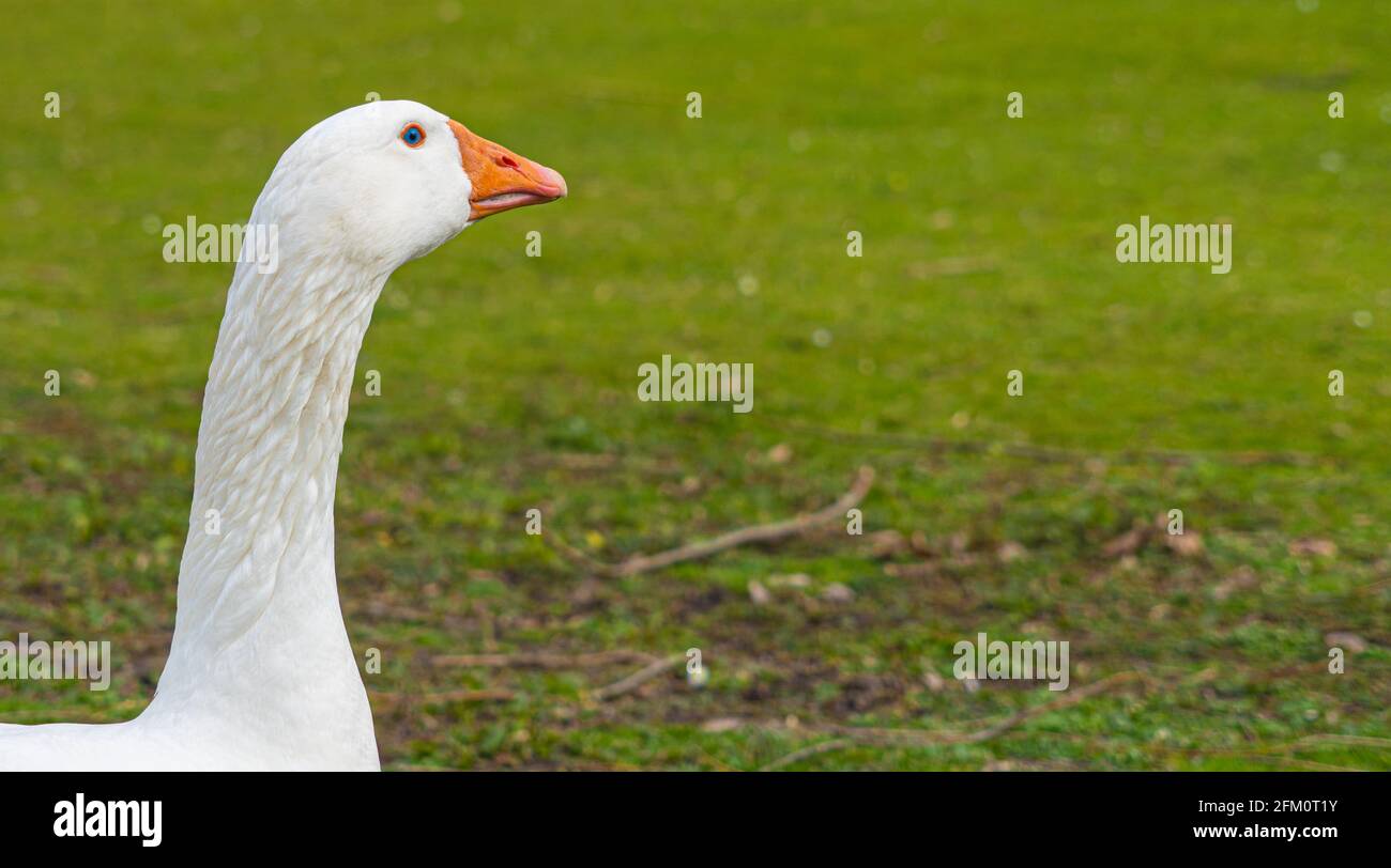 Close up low level view of Embden Emden Geese. Single portrait shot of ...