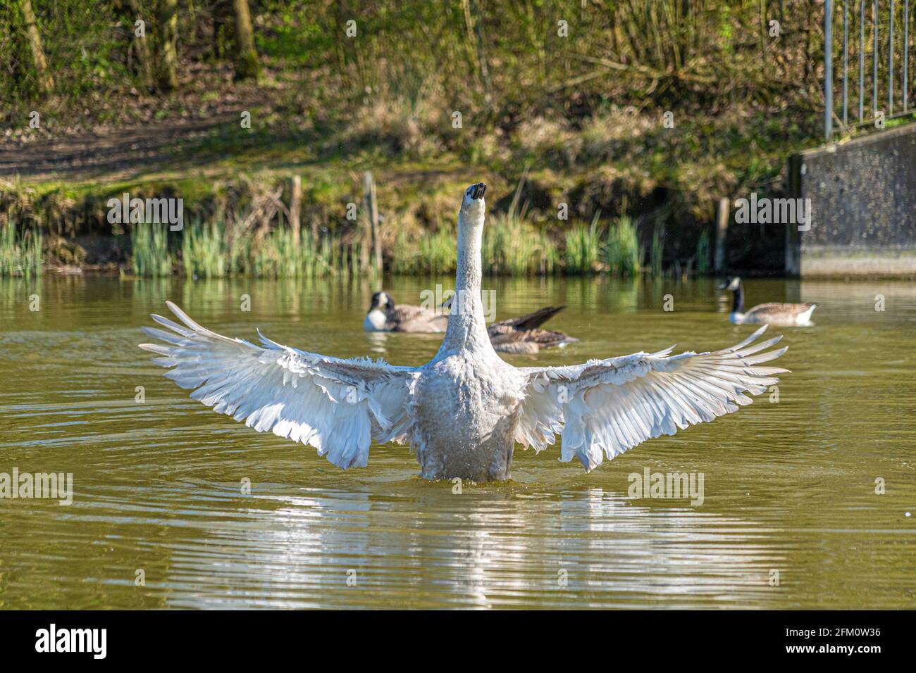 Young Mute Swan Cygnet with Grey and White Feathers washing in lake ...