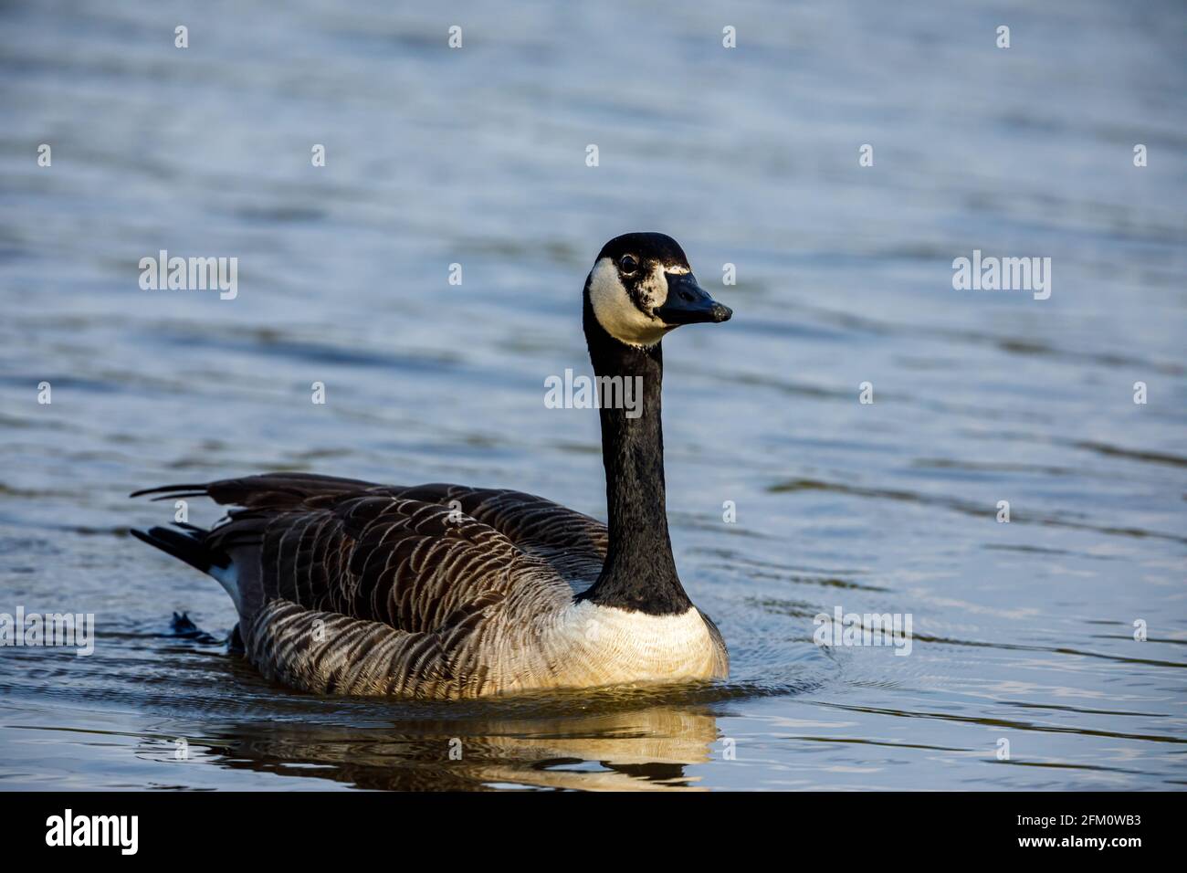 The great goose swim hi-res stock photography and images - Alamy