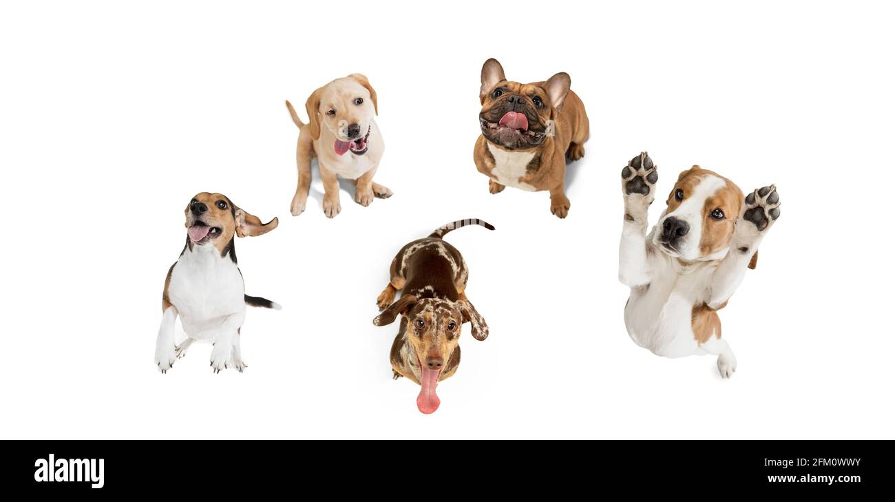 Art collage made of funny dogs different breeds posing isolated over white studio background ...
