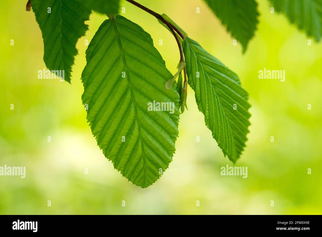 European hornbeam hi-res stock photography and images - Alamy