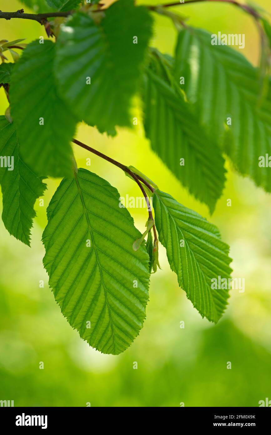 European Hornbeam High Resolution Stock Photography and Images - Alamy