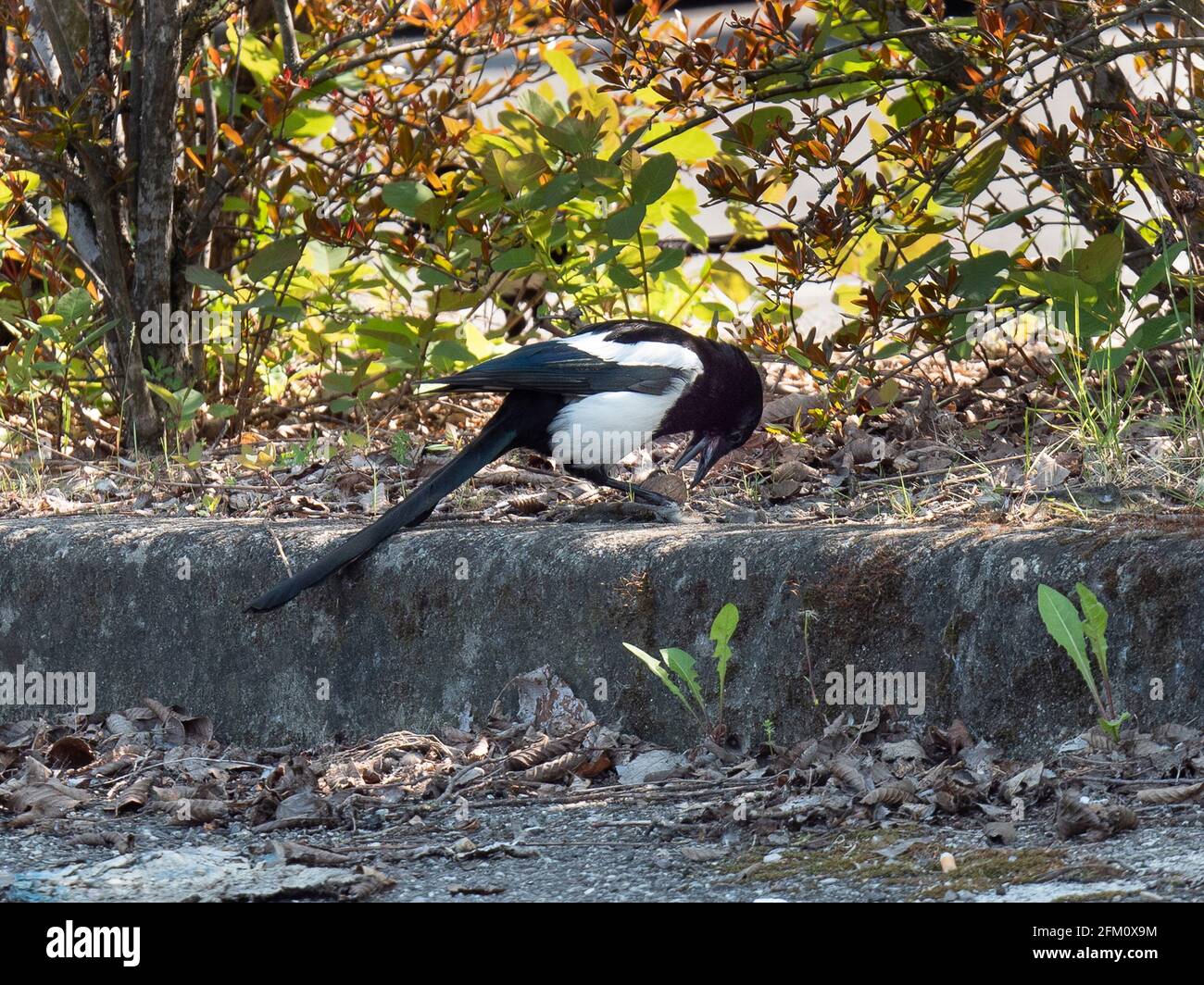 Magpie pica pica beak open hi-res stock photography and images - Alamy