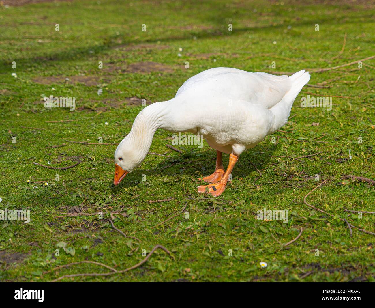 Close up low level view of Embden Emden Geese. Single portrait shot of ...
