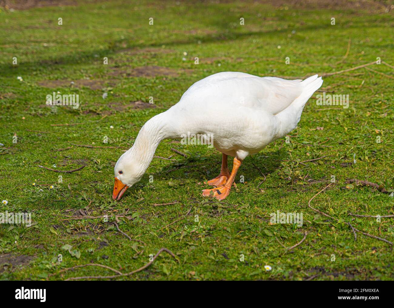Close up low level view of Embden Emden Geese. Single portrait shot of ...