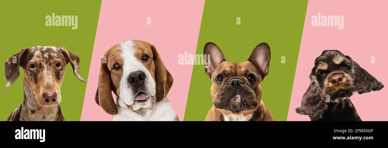 Art collage made of funny dogs different breeds on multicolored studio ...