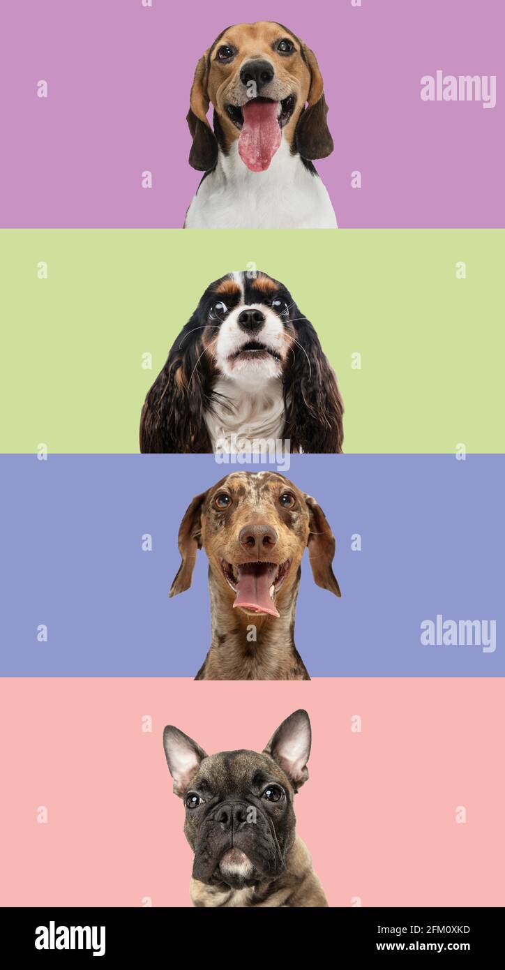 Art collage made of funny dogs different breeds on multicolored studio ...
