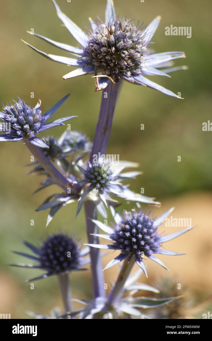 Vertical shot of feverweed plants on the field Stock Photo - Alamy