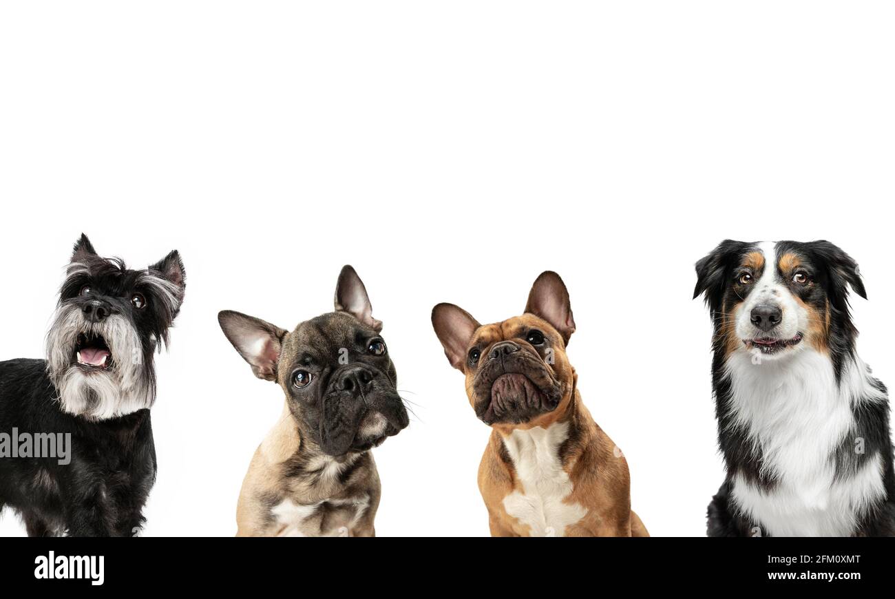 Close-up four cute dogs different breeds posing isolated over white ...