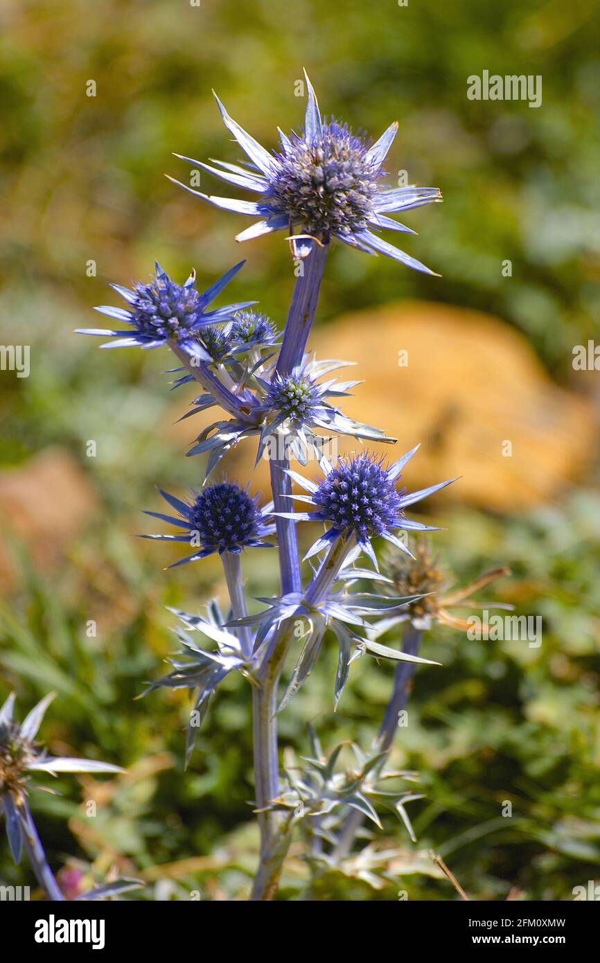 Vertical shot of feverweed plants on the field Stock Photo - Alamy