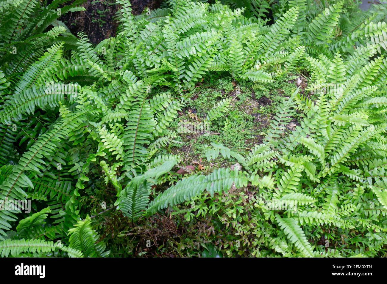Tropical green surroundings in outdoor garden, stock photo Stock Photo ...