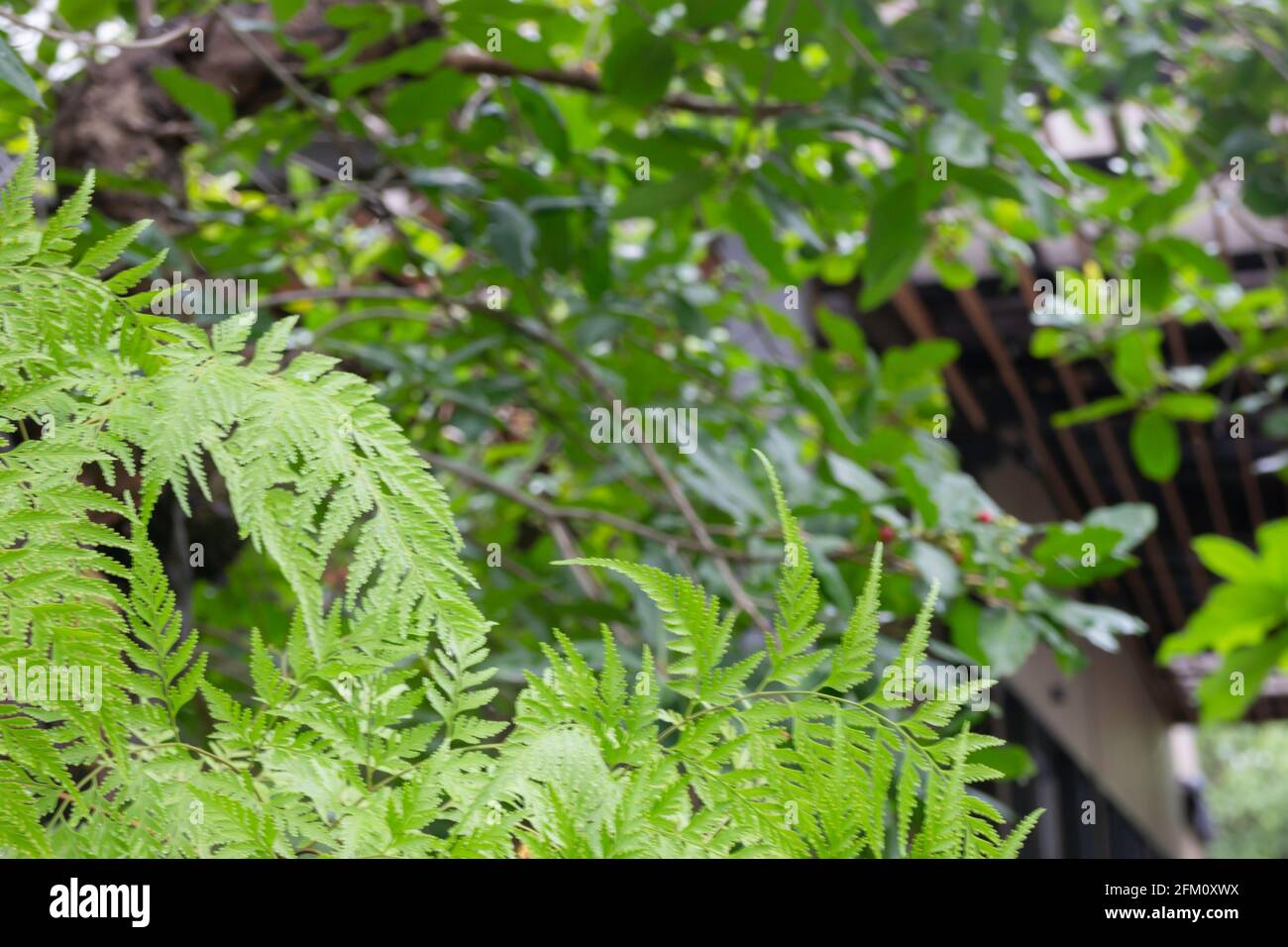 Tropical green surroundings in outdoor garden, stock photo Stock Photo ...