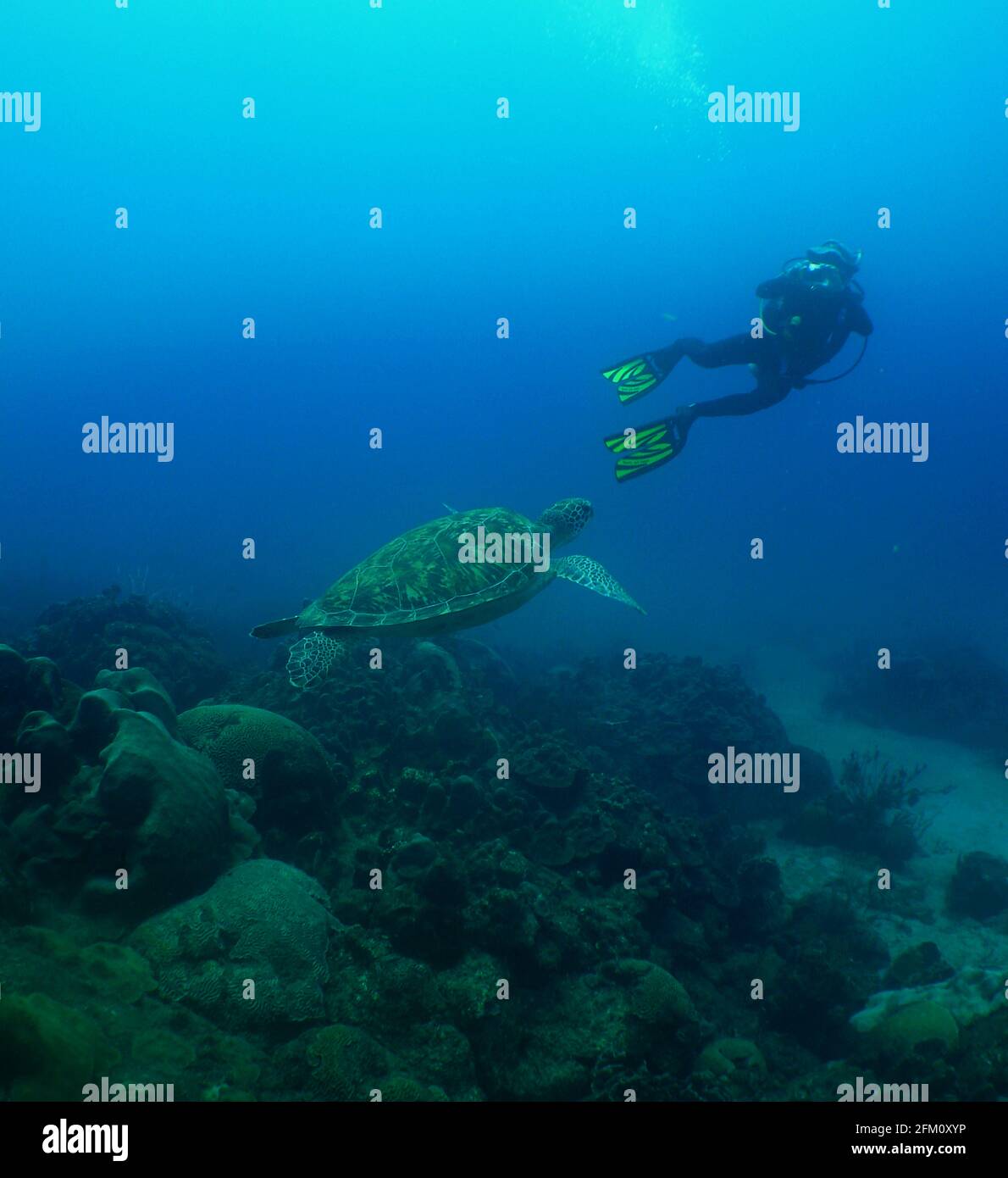 Vertical shot of a scuba diver taking a photo of a sea turtle Stock ...
