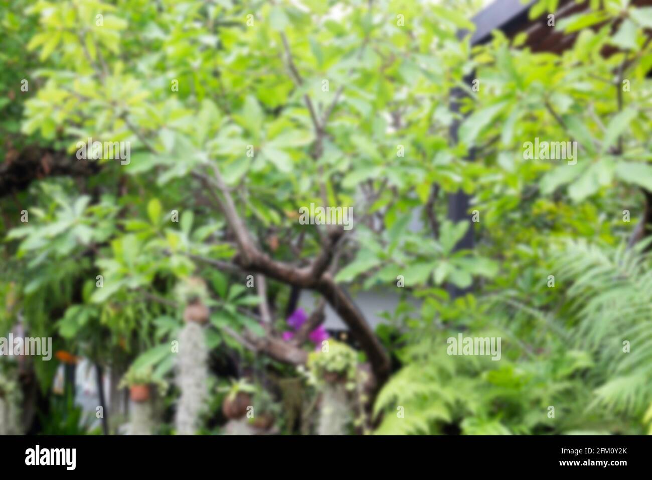Tropical green surroundings in outdoor garden, stock photo Stock Photo ...
