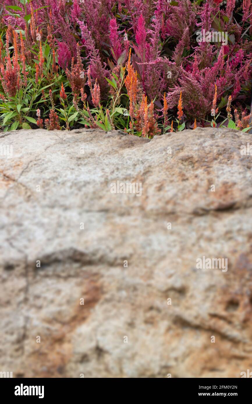 Tropical green surroundings in outdoor garden, stock photo Stock Photo ...