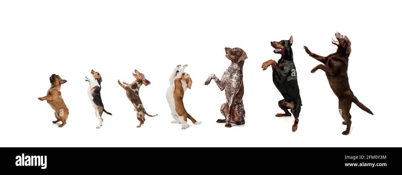 Collage of sweet funny dogs different breeds standing isolated over ...