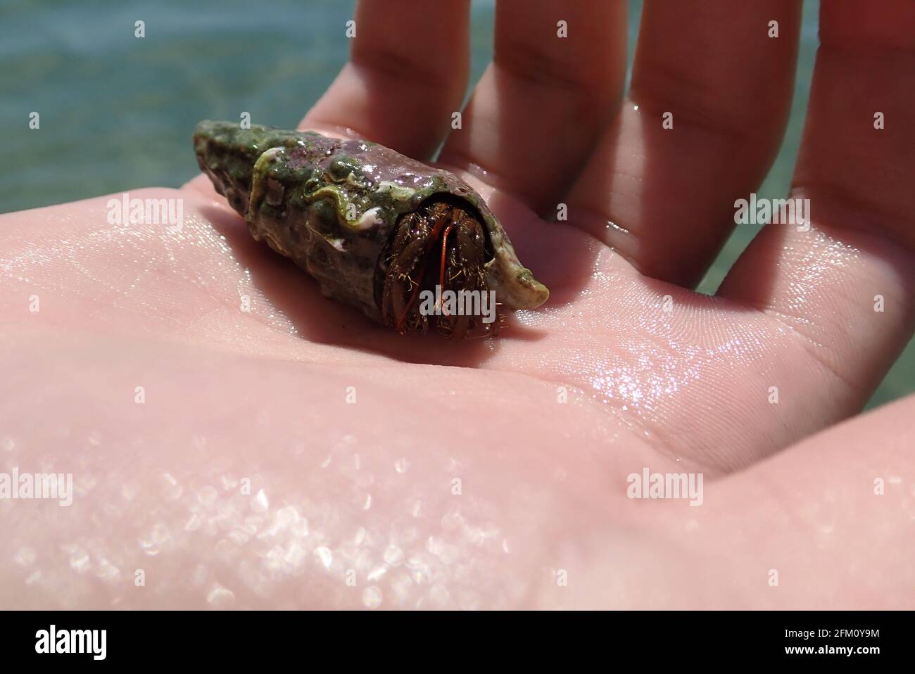 Hand crab hi-res stock photography and images - Alamy