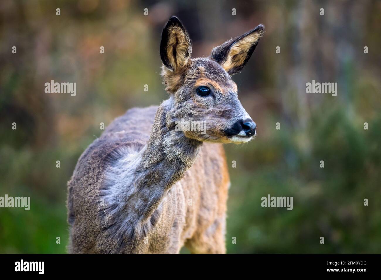 Scotland roe deer doe highland hi-res stock photography and images - Alamy