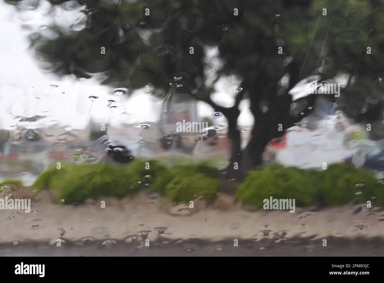 Rain drops hitting a wet windshield with a tree with green leaves and ...