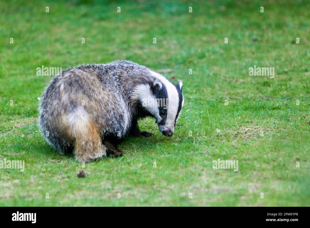 Female European badger Meles meles also known as the Eurasian badger ...