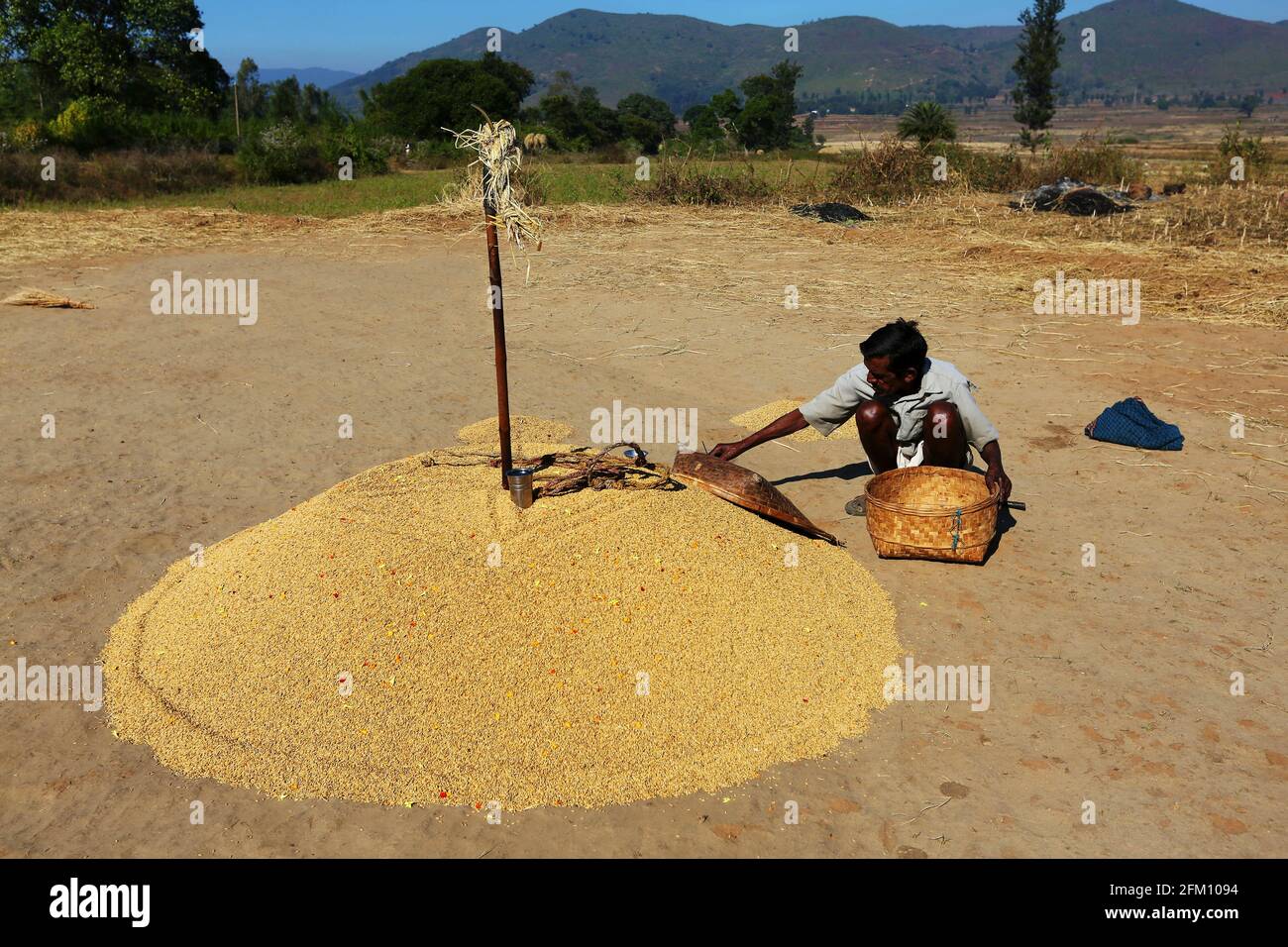 Valmiki tribal man performing rituals at threshing ground of his field ...