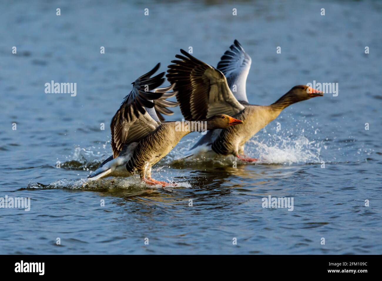 A wild greylag goose Stock Photo - Alamy