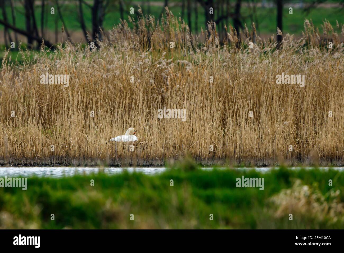 A swan is breeding in the reed Stock Photo - Alamy