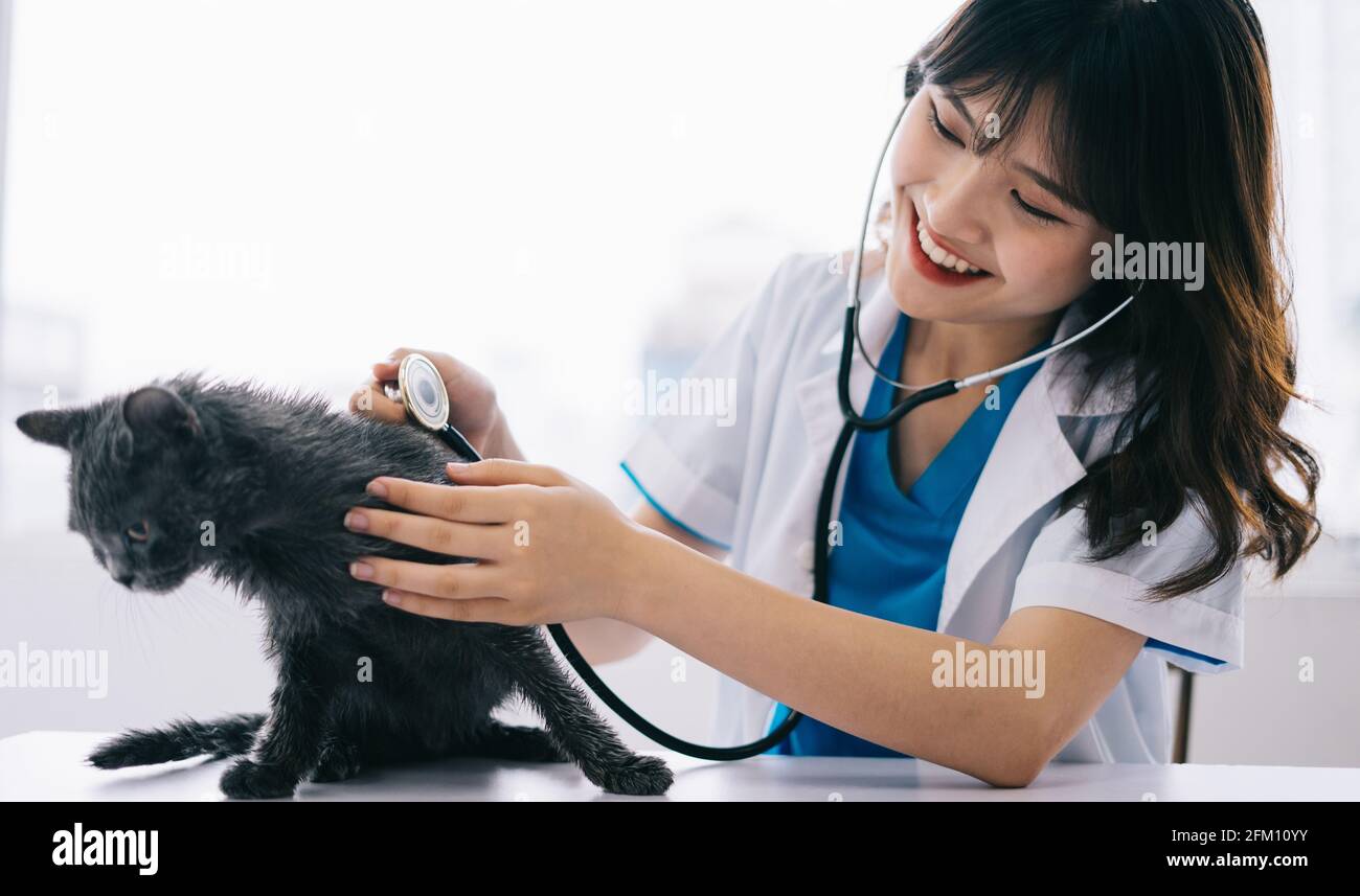 The female veterinarian is doing routine physical exams for the cat ...
