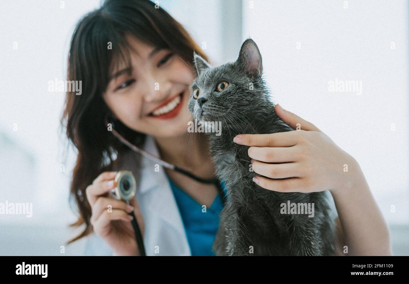 The female veterinarian is doing routine physical exams for the cat ...