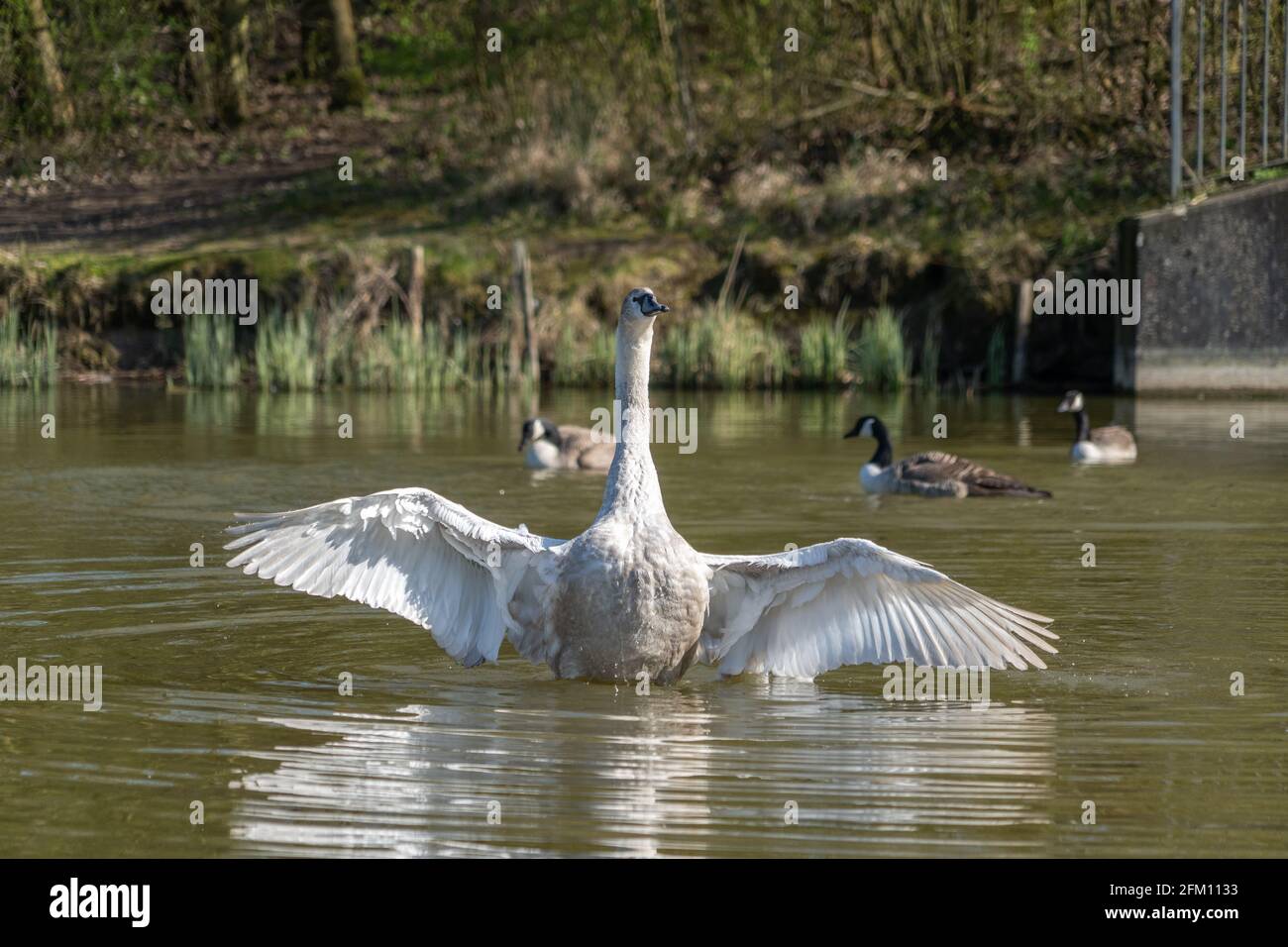 Swan with extended wings hi-res stock photography and images - Alamy