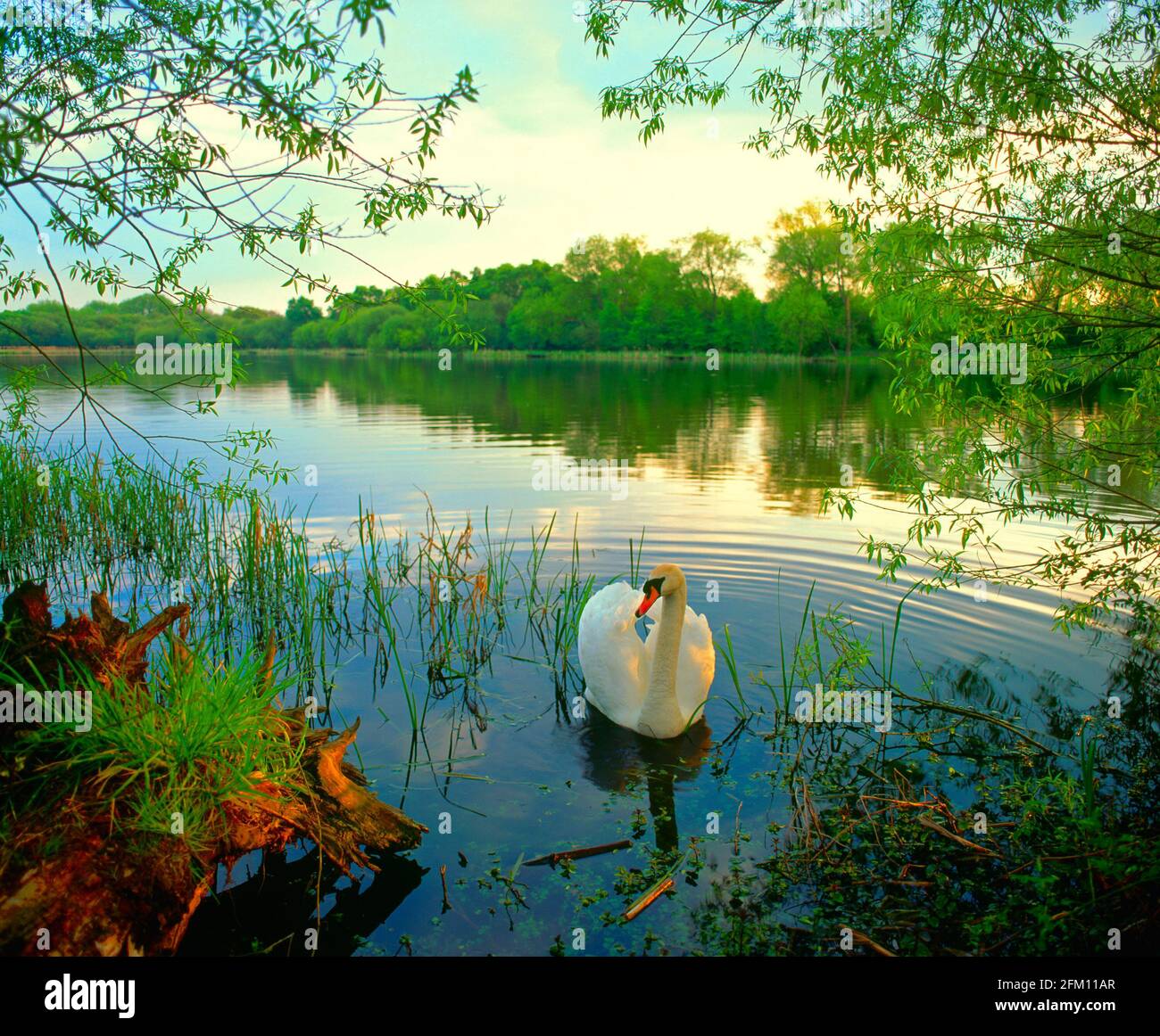 Swan walking alone hi-res stock photography and images - Alamy