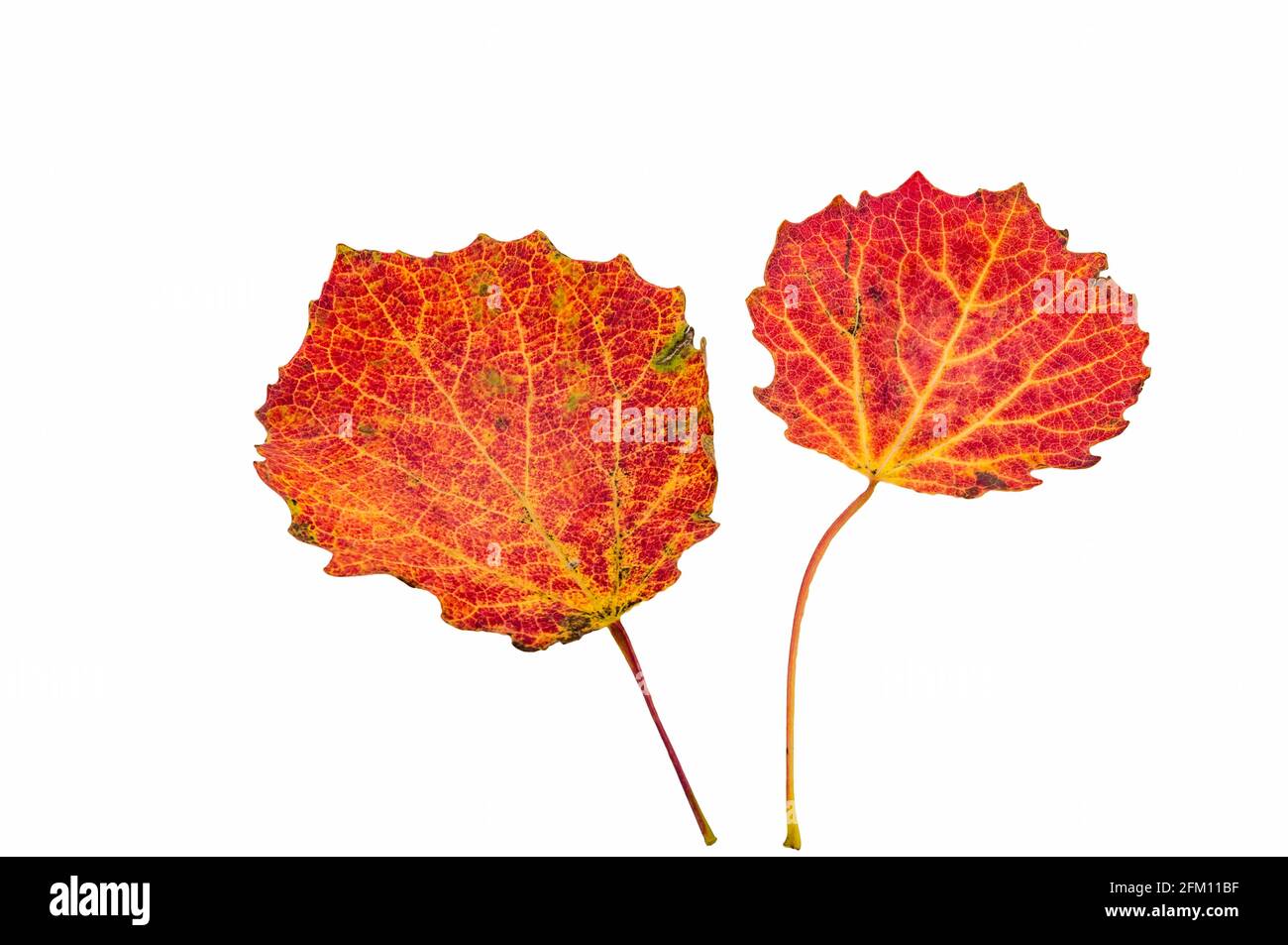 Red aspen leaves. Autumn still life. Autumn leaves on a white ...