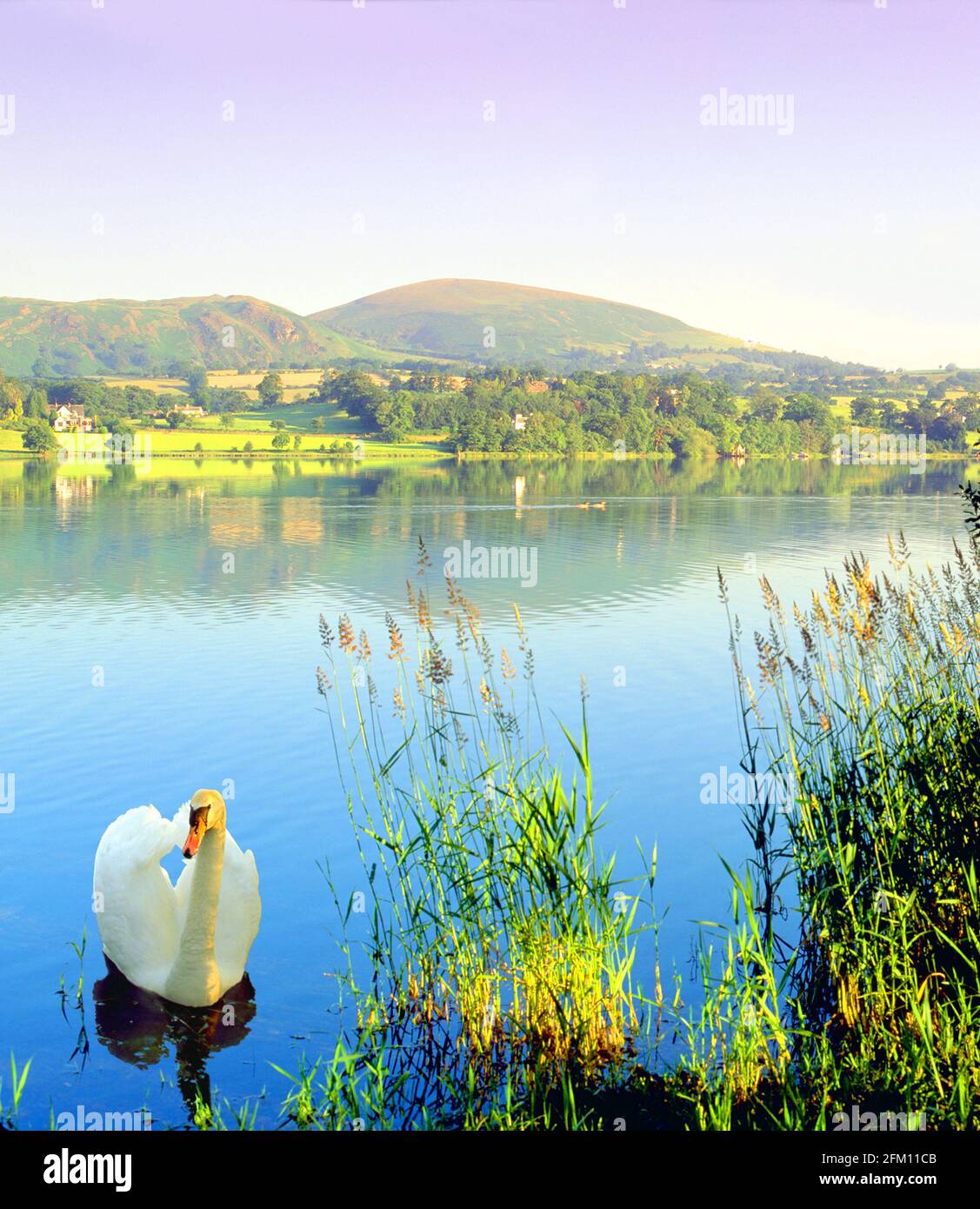 Swan scenic spot hi-res stock photography and images - Alamy