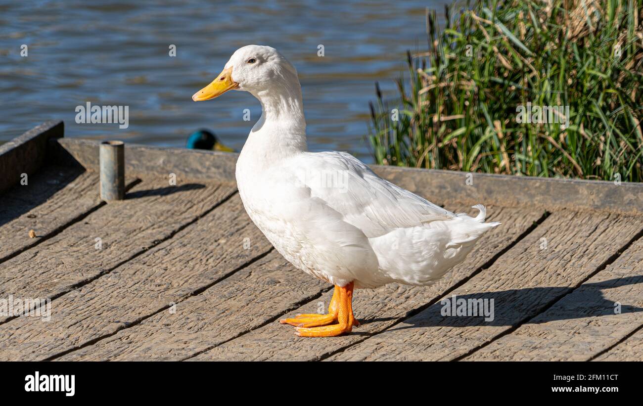 Ducks showing webbed feet hi-res stock photography and images - Alamy